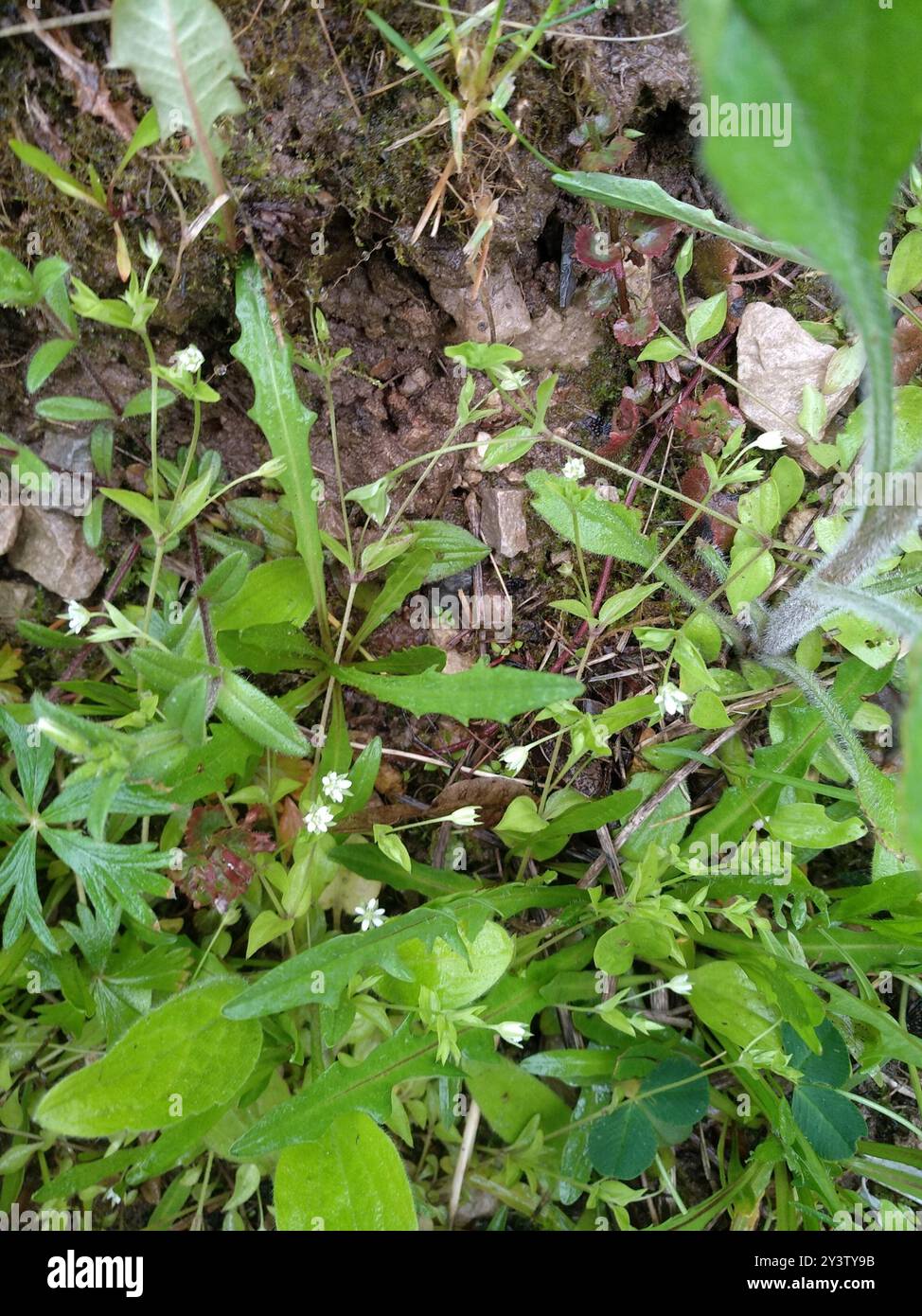 Three-nerved Sandwort (Moehringia trinervia) Plantae Stock Photo - Alamy