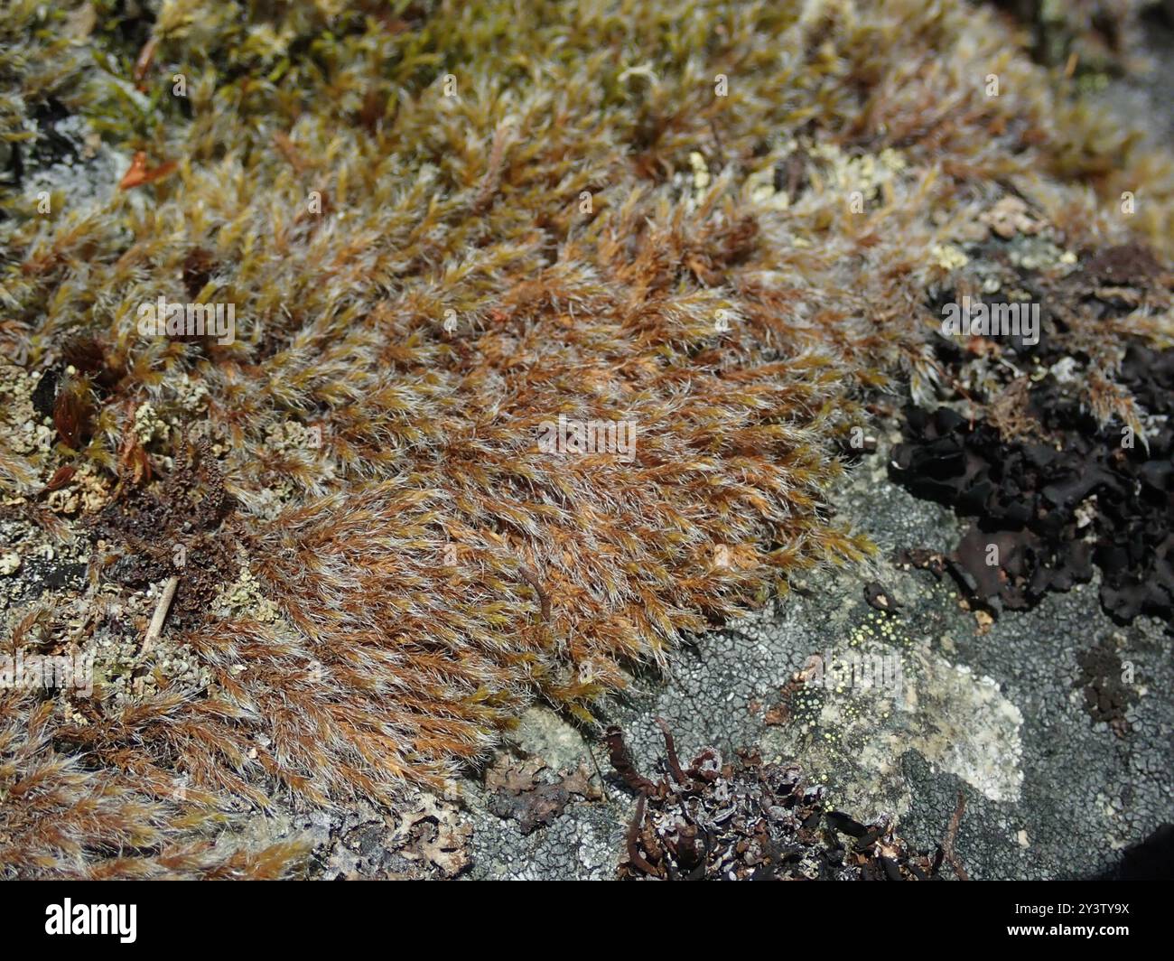 Woolly Fringe-moss (Racomitrium lanuginosum) Plantae Stock Photo - Alamy