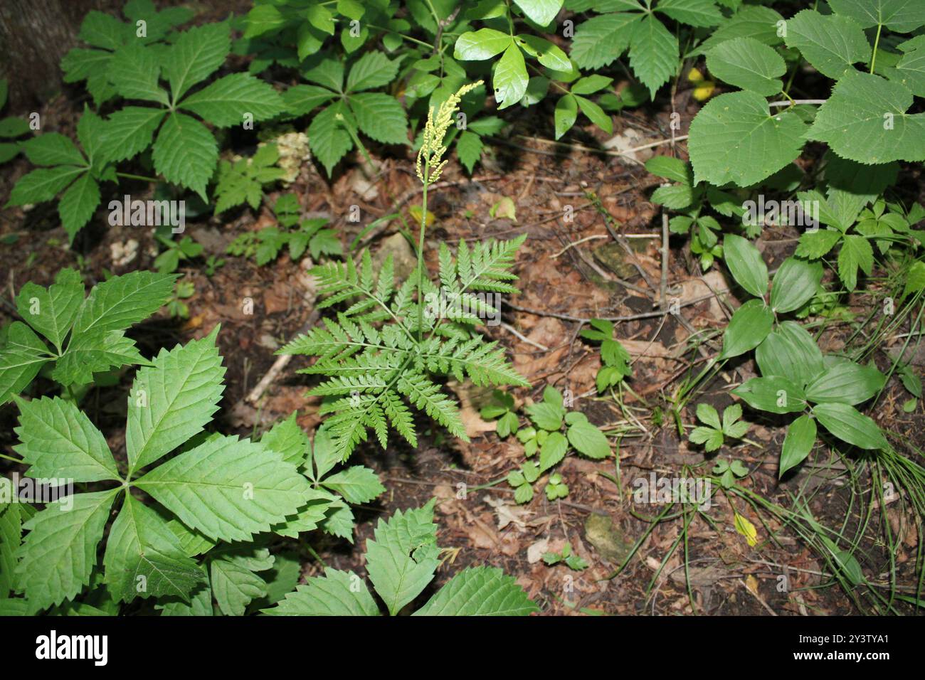 rattlesnake fern (Botrypus virginianus) Plantae Stock Photo - Alamy