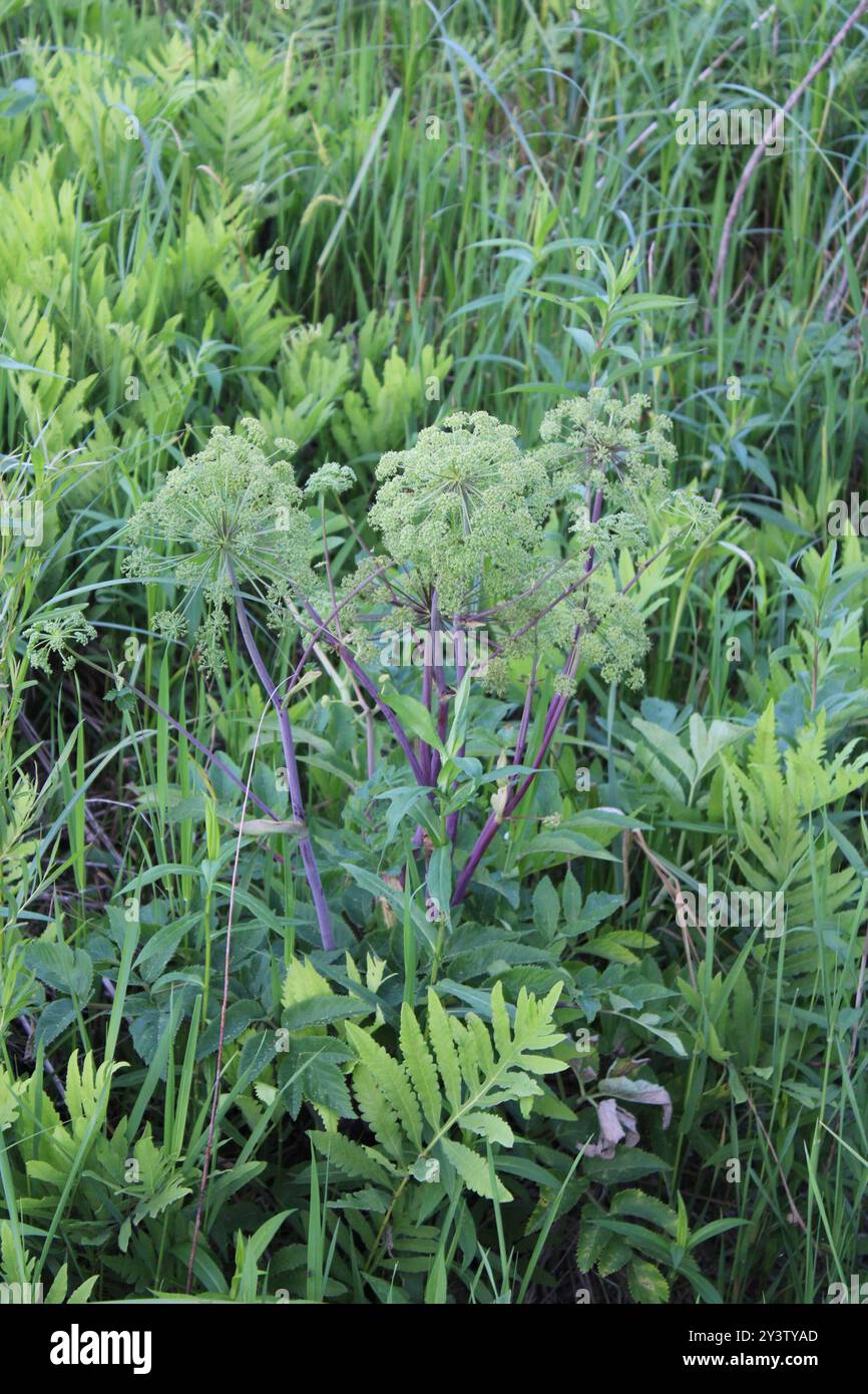 purple-stemmed angelica (Angelica atropurpurea) Plantae Stock Photo - Alamy