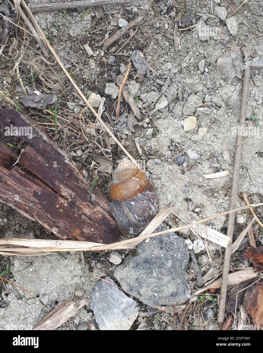 Chinese Mystery Snail (Cipangopaludina chinensis) Mollusca Stock Photo ...