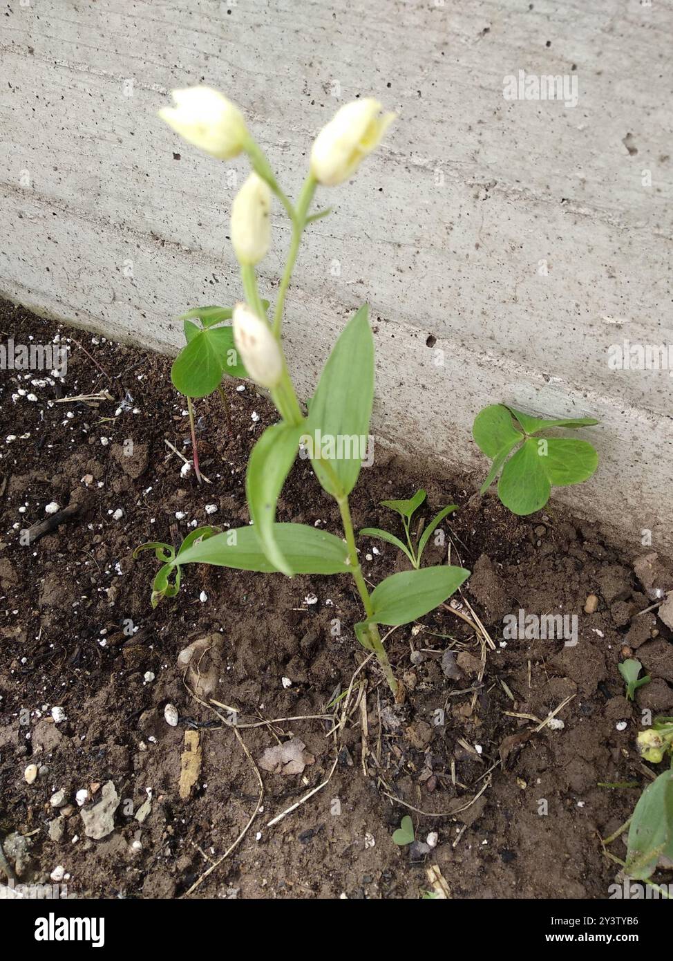 white helleborine (Cephalanthera damasonium) Plantae Stock Photo - Alamy