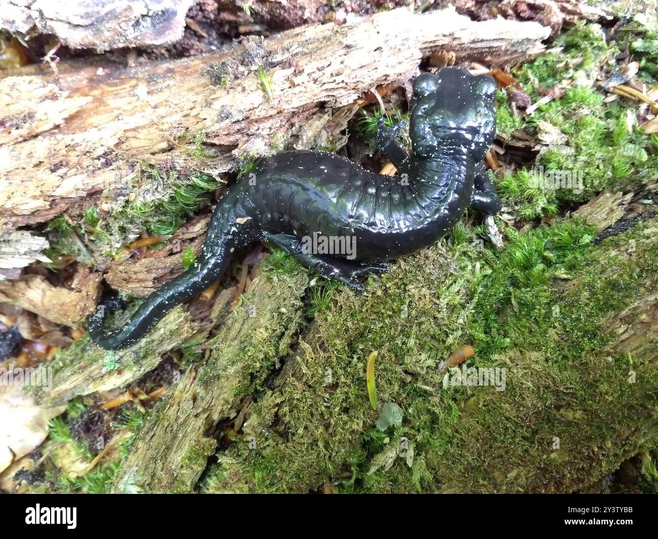 Alpine Salamander (Salamandra atra) Amphibia Stock Photo - Alamy