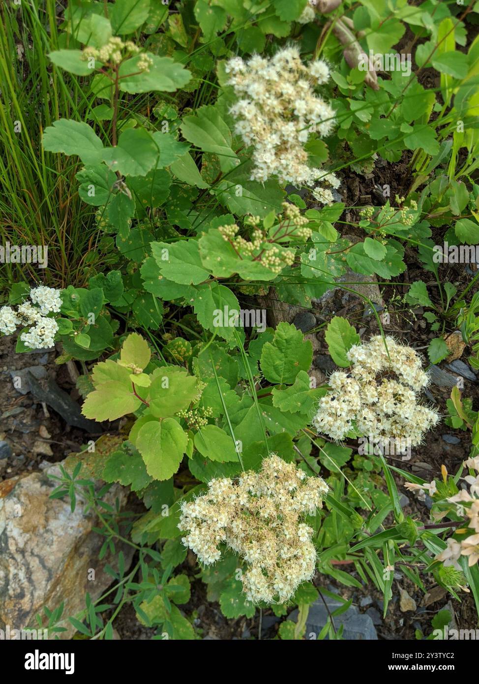Shinyleaf Meadowsweet (Spiraea lucida) Plantae Stock Photo - Alamy