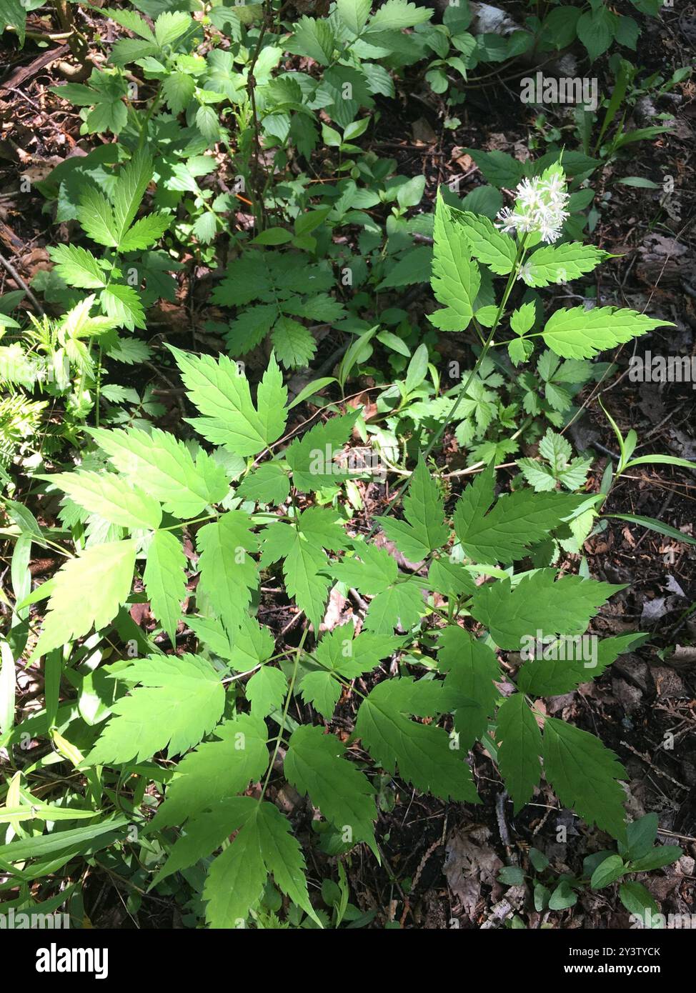 white baneberry (Actaea pachypoda) Plantae Stock Photo - Alamy