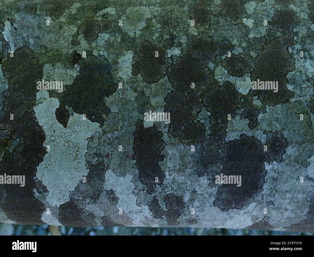 (Arthonia ilicina) Fungi Stock Photo - Alamy