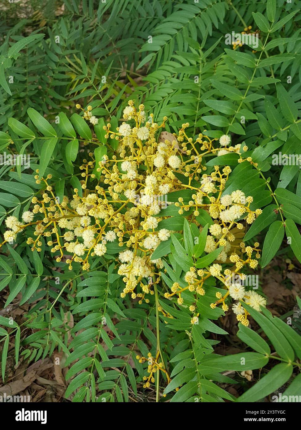 Cedar wattle (Acacia elata) Plantae Stock Photo - Alamy