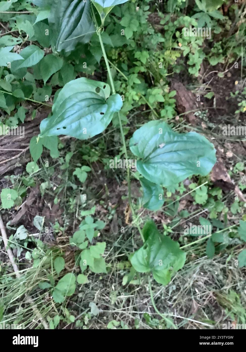 greenbriers (Smilax) Plantae Stock Photo - Alamy
