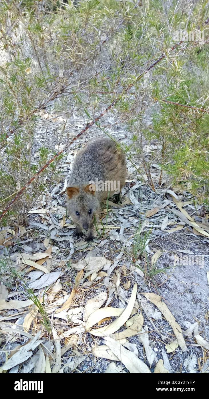Quokka (Setonix brachyurus) Mammalia Stock Photo - Alamy