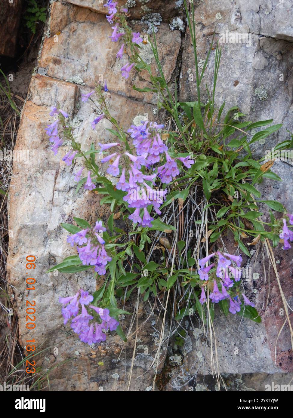 Front Range Beardtongue (Penstemon virens) Plantae Stock Photo - Alamy