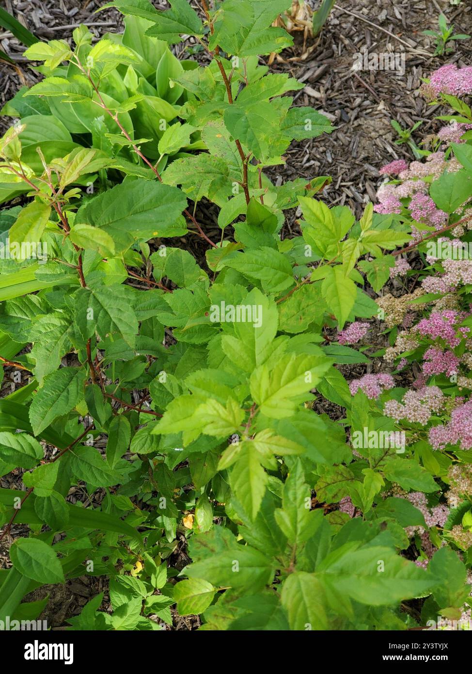 sweet crabapple (Malus coronaria) Plantae Stock Photo - Alamy