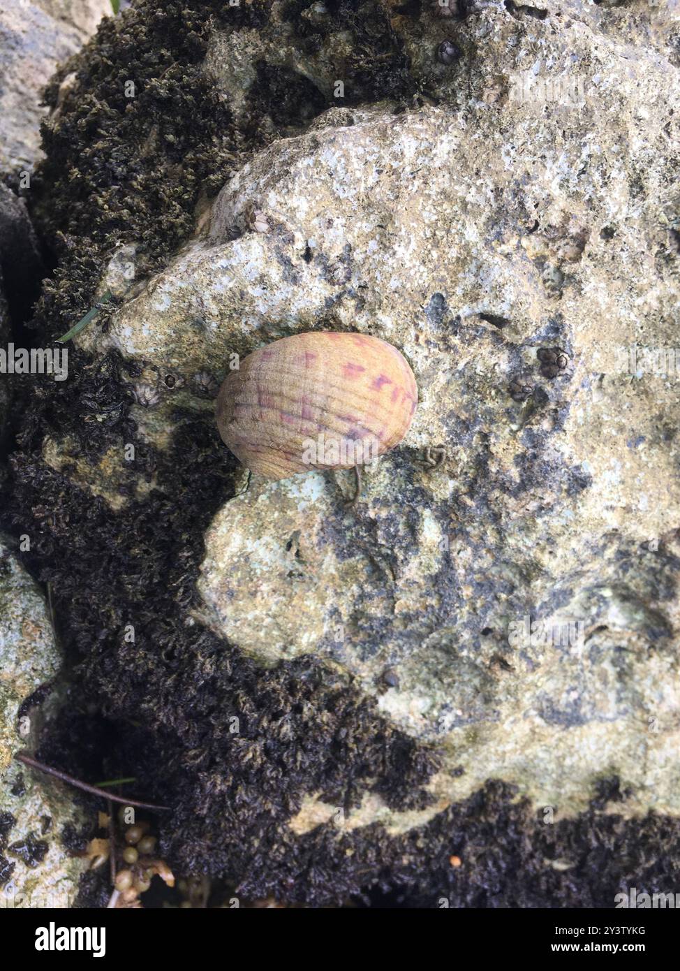 Bleeding Tooth Nerite (Nerita peloronta) Mollusca Stock Photo - Alamy