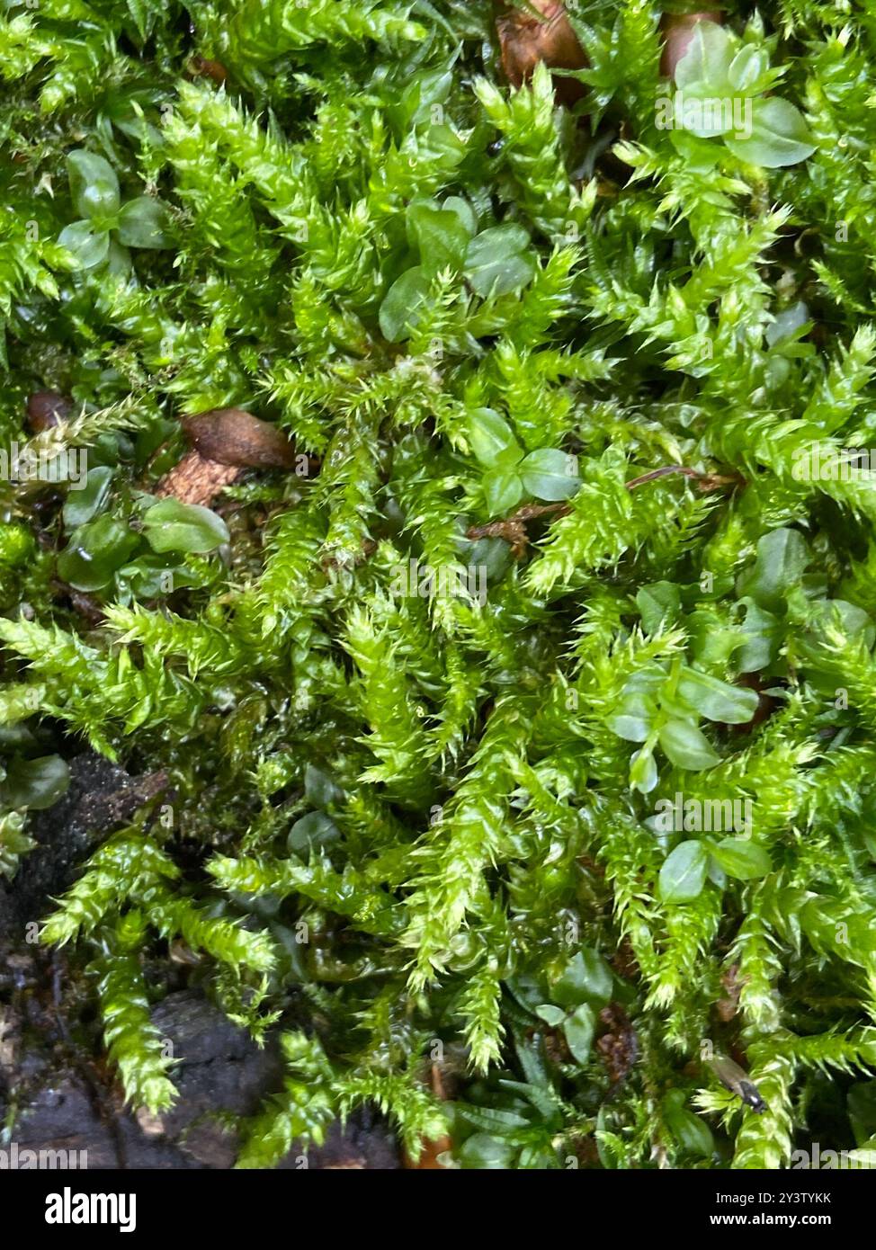 Rough-stalked Feather-moss (Brachythecium rutabulum) Plantae Stock ...