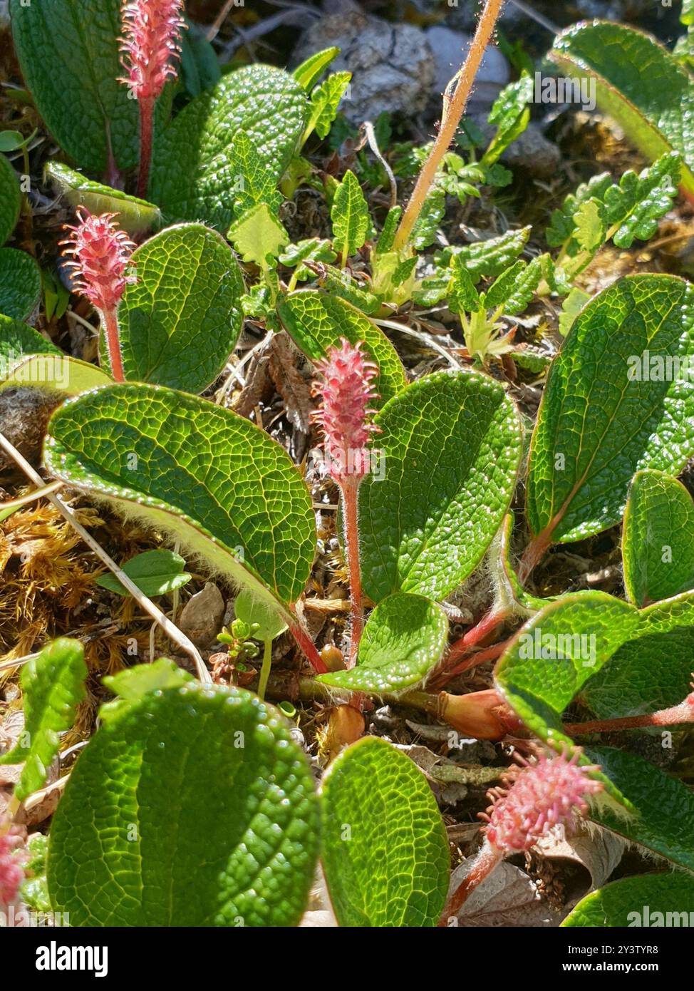 Net-leaved Willow (Salix reticulata) Plantae Stock Photo - Alamy