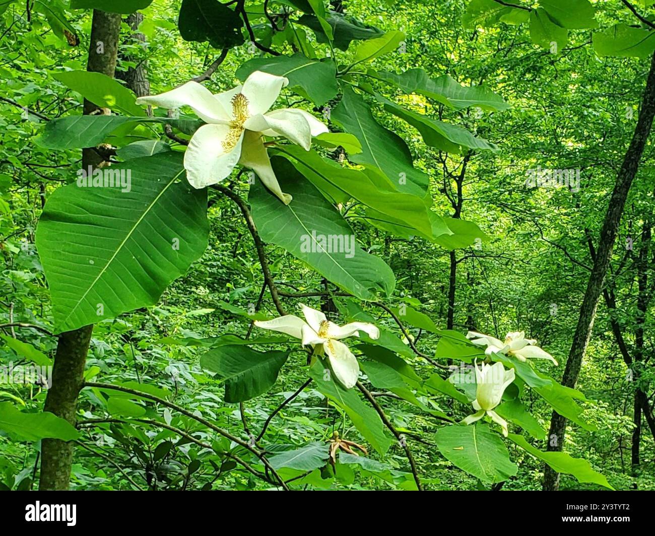 bigleaf magnolia (Magnolia macrophylla) Plantae Stock Photo - Alamy