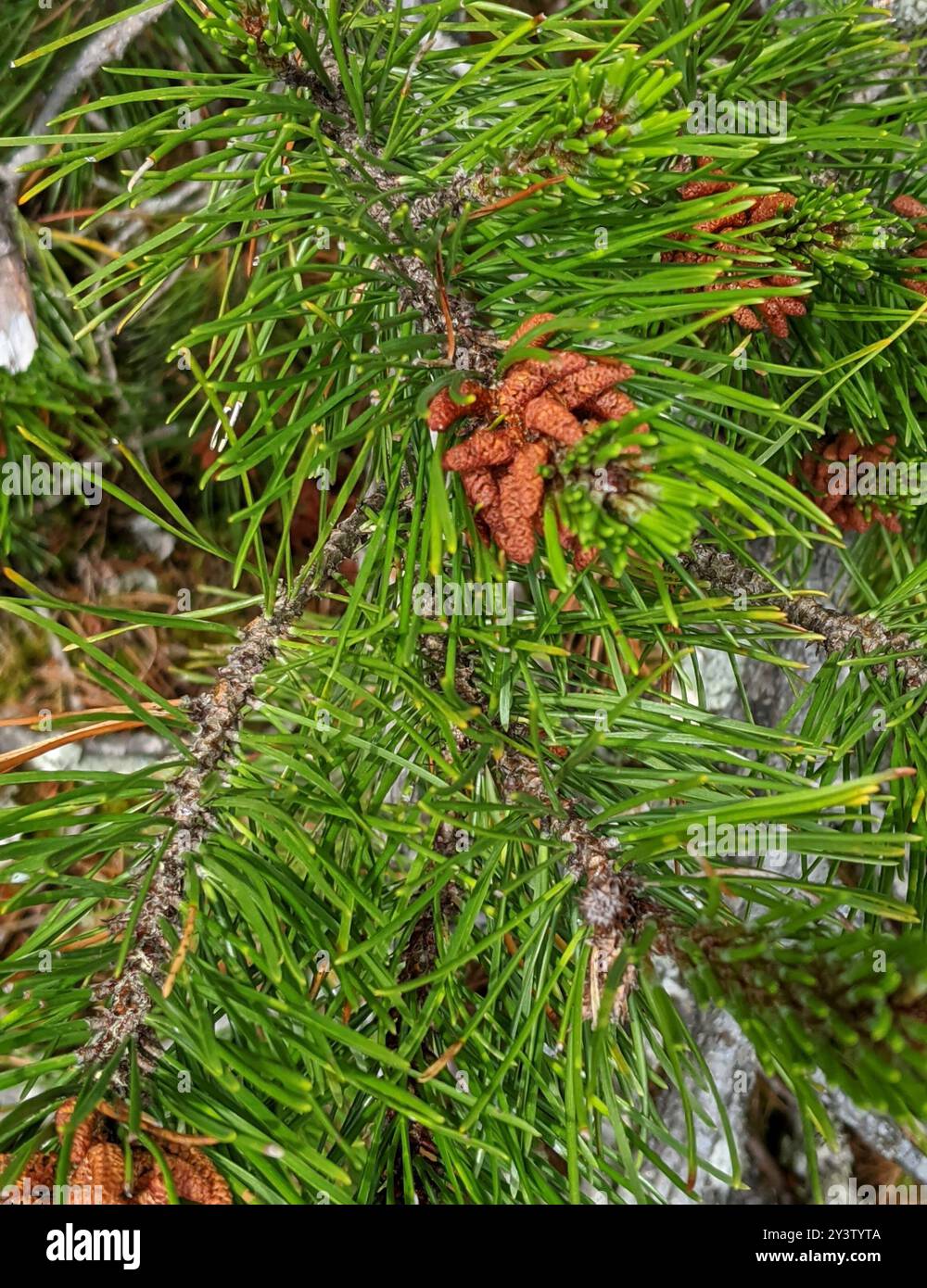 lodgepole pine (Pinus contorta) Plantae Stock Photo - Alamy