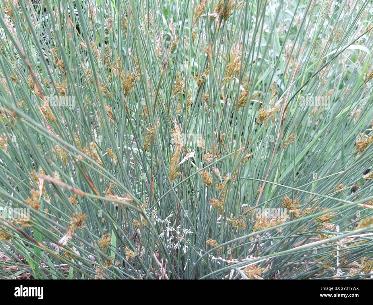 Hard Rush (Juncus inflexus) Plantae Stock Photo - Alamy