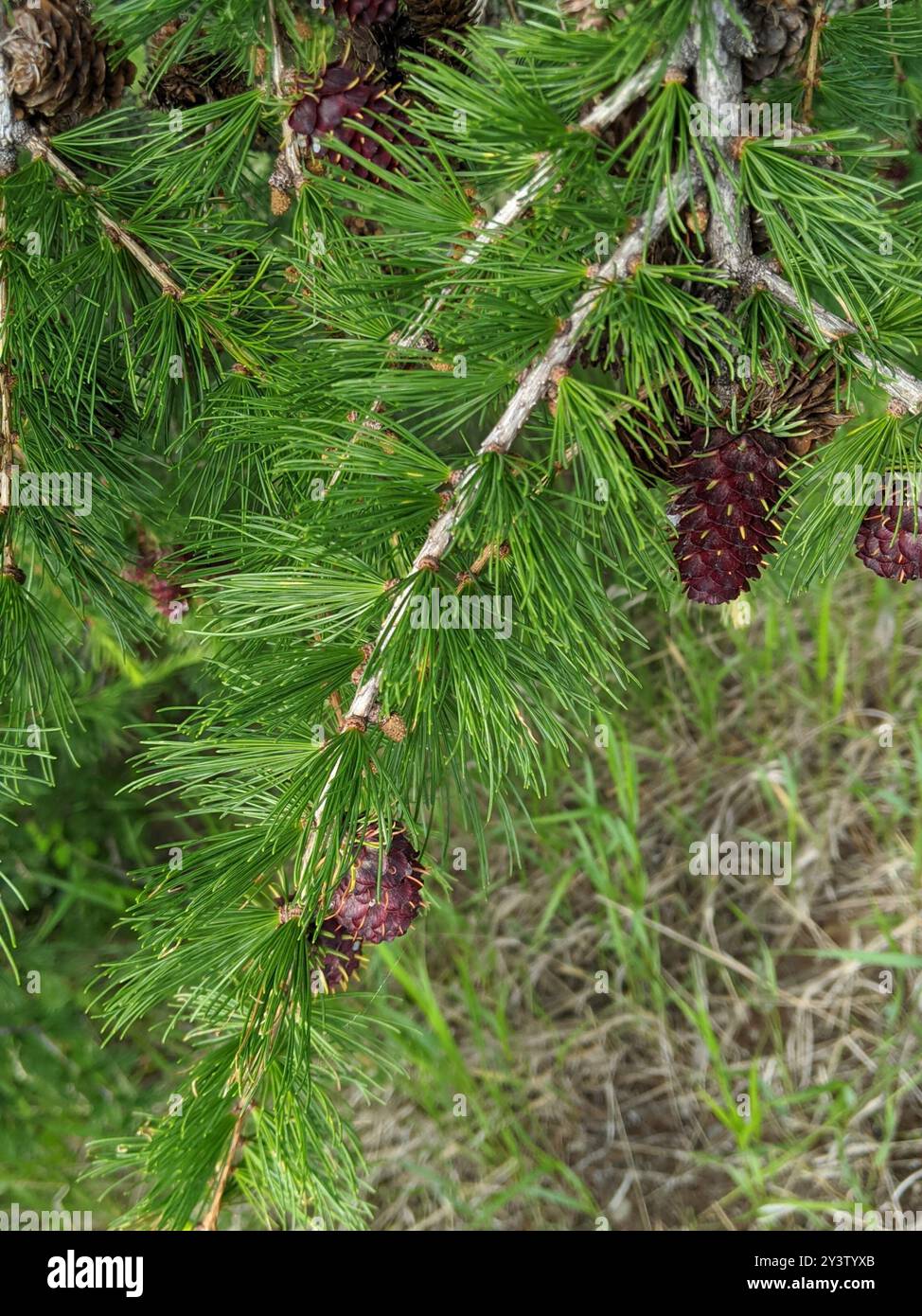 western larch (Larix occidentalis) Plantae Stock Photo - Alamy