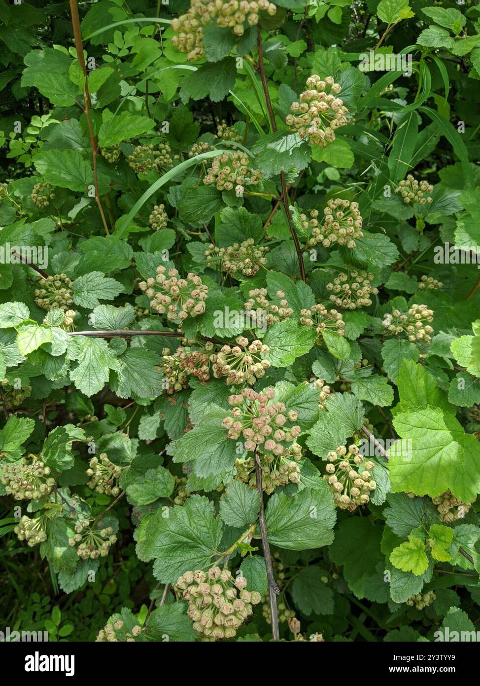 mallow-leaf ninebark (Physocarpus malvaceus) Plantae Stock Photo - Alamy