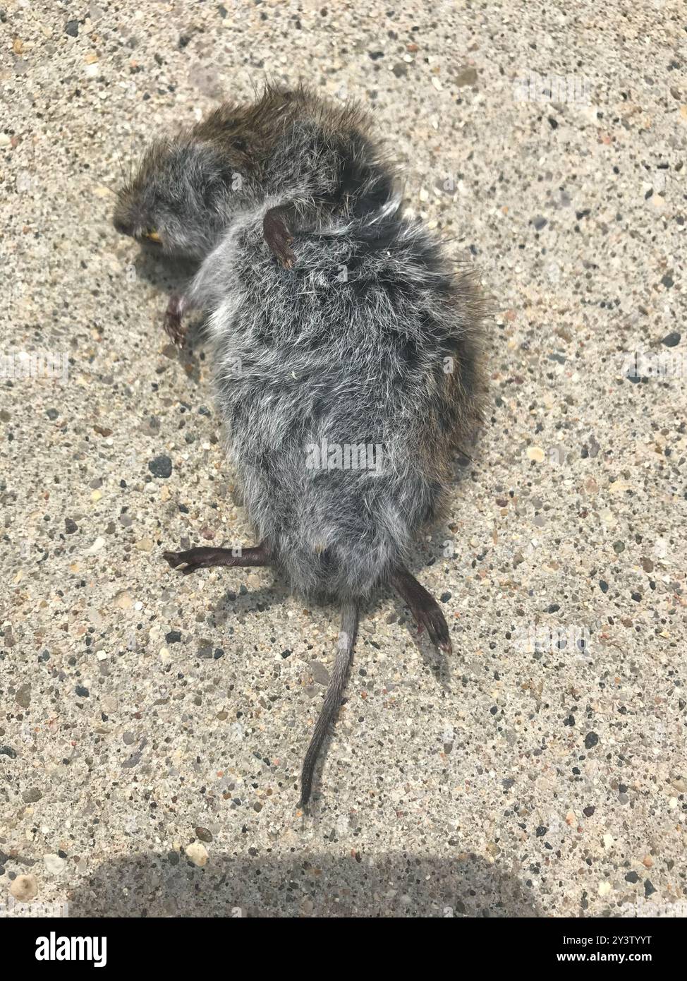 Meadow Vole (Microtus pennsylvanicus) Mammalia Stock Photo - Alamy