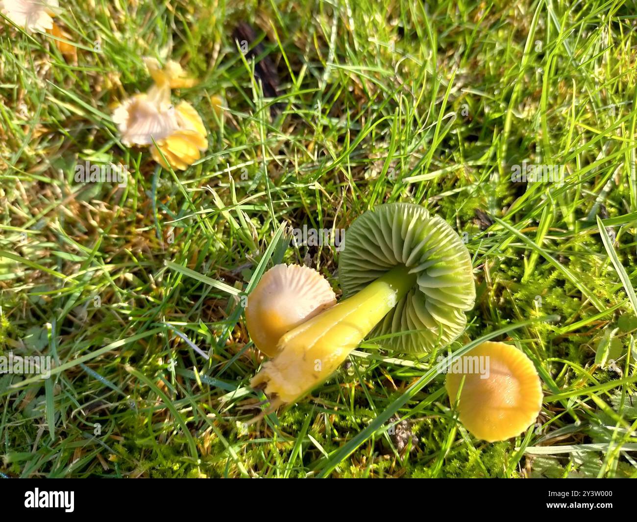 Parrot Mushroom (Gliophorus psittacinus) Fungi Stock Photo - Alamy