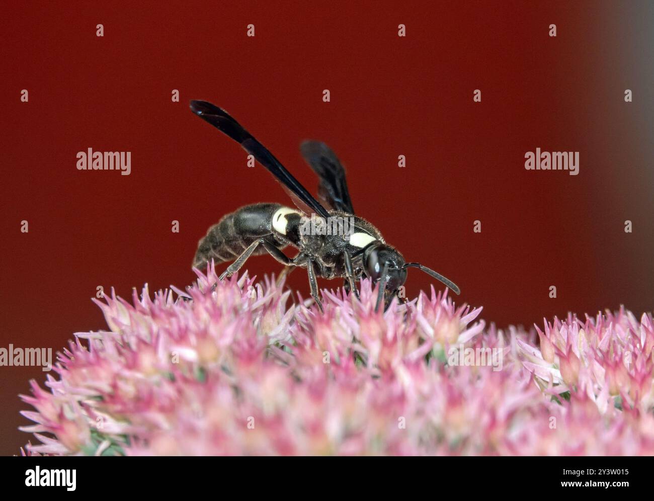 White striped black mason wasp hi-res stock photography and images - Alamy