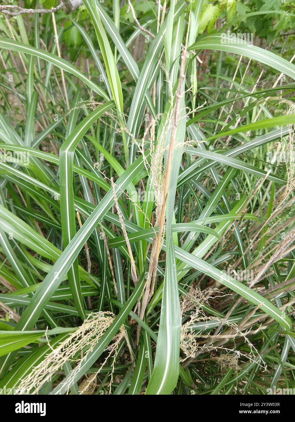 Chinese silver grass (Miscanthus sinensis) Plantae Stock Photo - Alamy