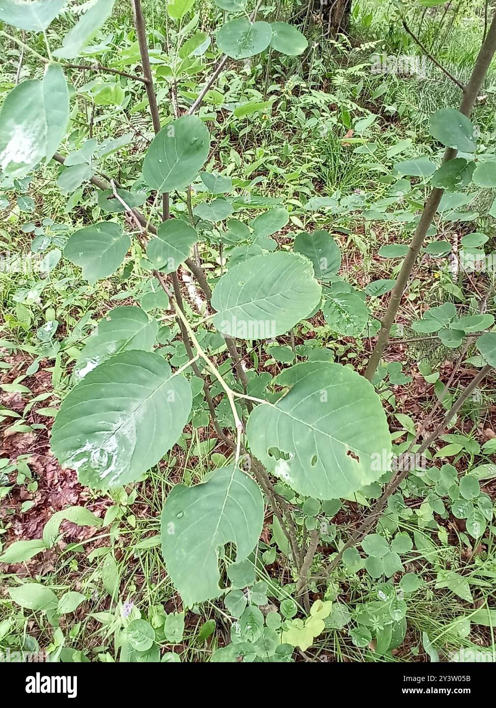 Dwarf Serviceberry (Amelanchier × spicata) Plantae Stock Photo - Alamy