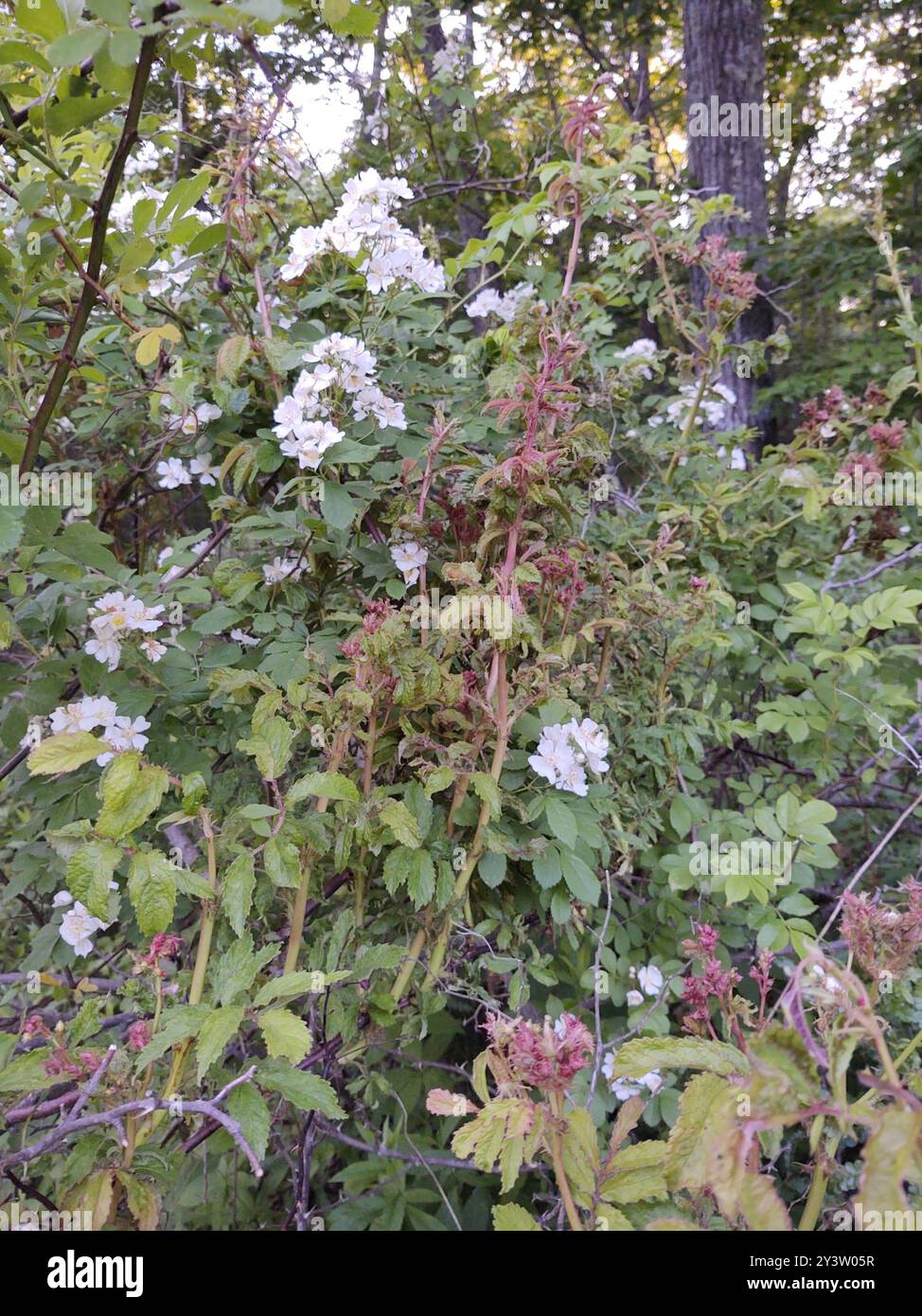 Rose rosette disease hi-res stock photography and images - Alamy