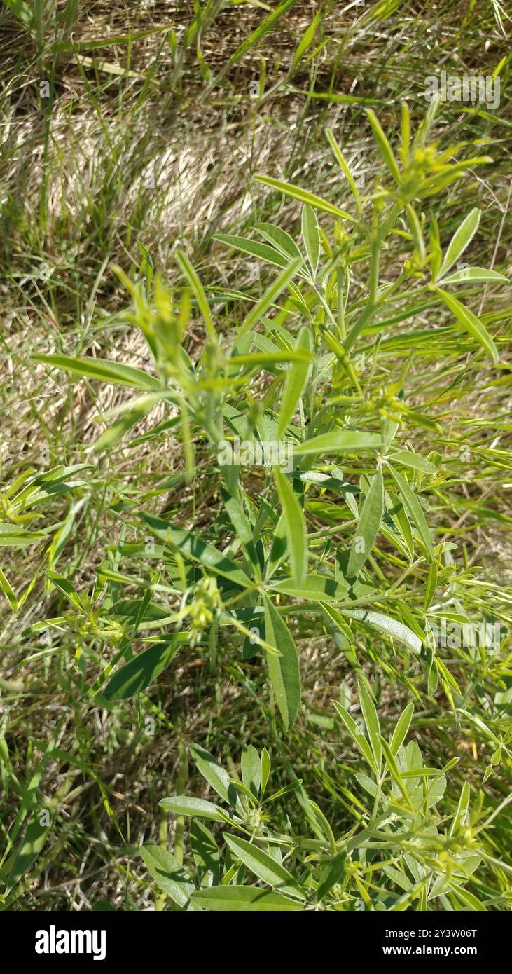 Slimflower Scurfpea (Pediomelum tenuiflorum) Plantae Stock Photo - Alamy