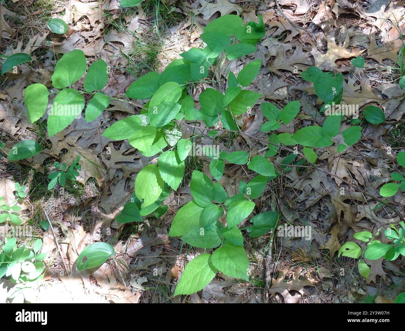 Dwarf Hackberry (Celtis tenuifolia) Plantae Stock Photo - Alamy