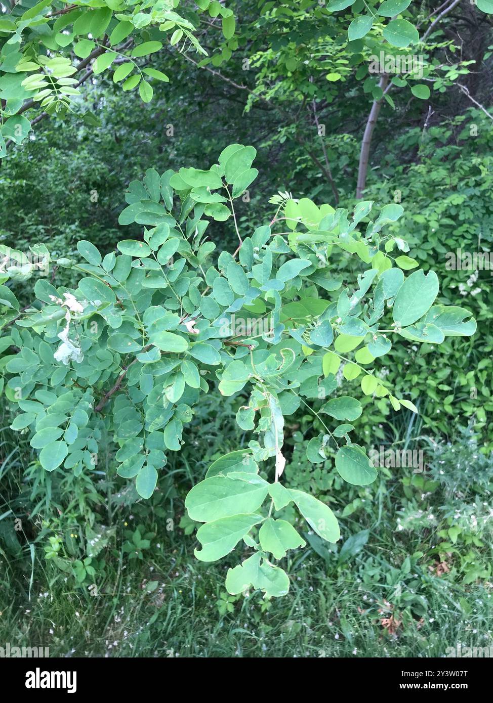 black locust (Robinia pseudoacacia) Plantae Stock Photo - Alamy