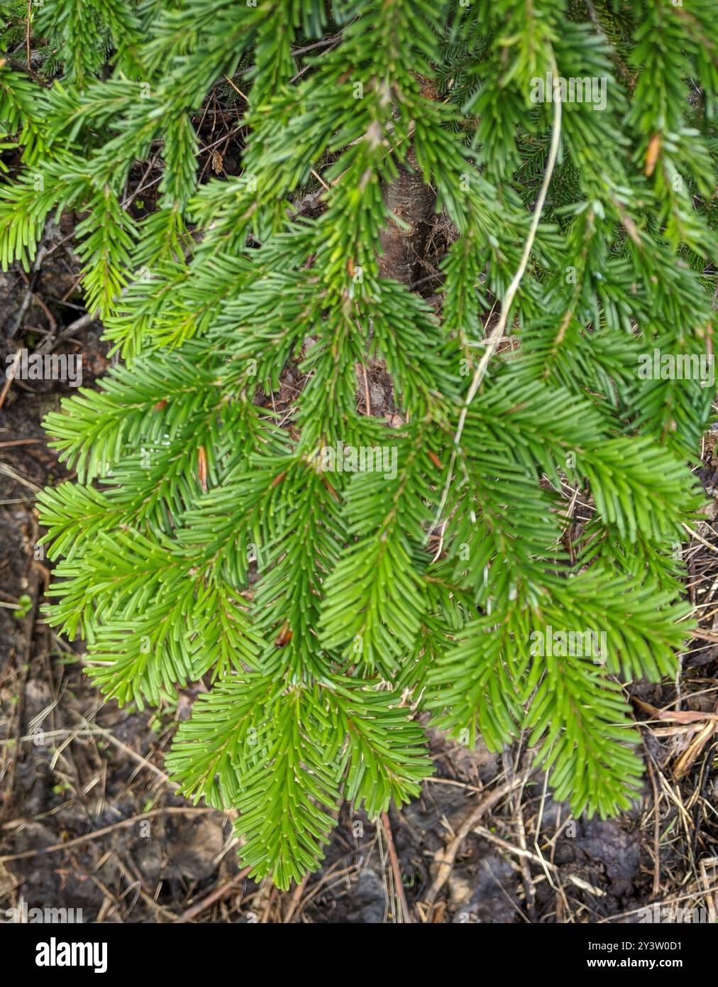 Pacific silver fir (Abies amabilis) Plantae Stock Photo - Alamy