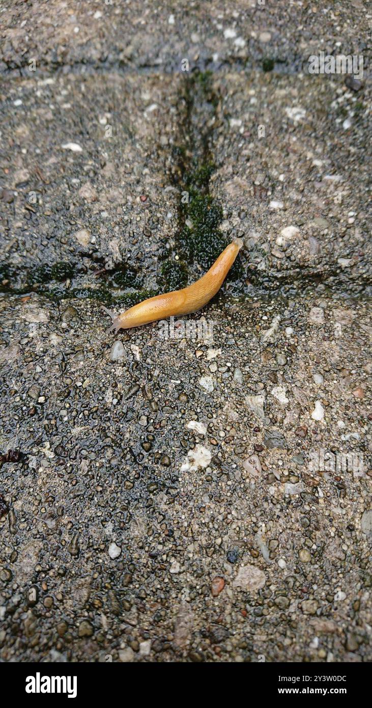 Arion Slugs (Arion) Mollusca Stock Photo - Alamy