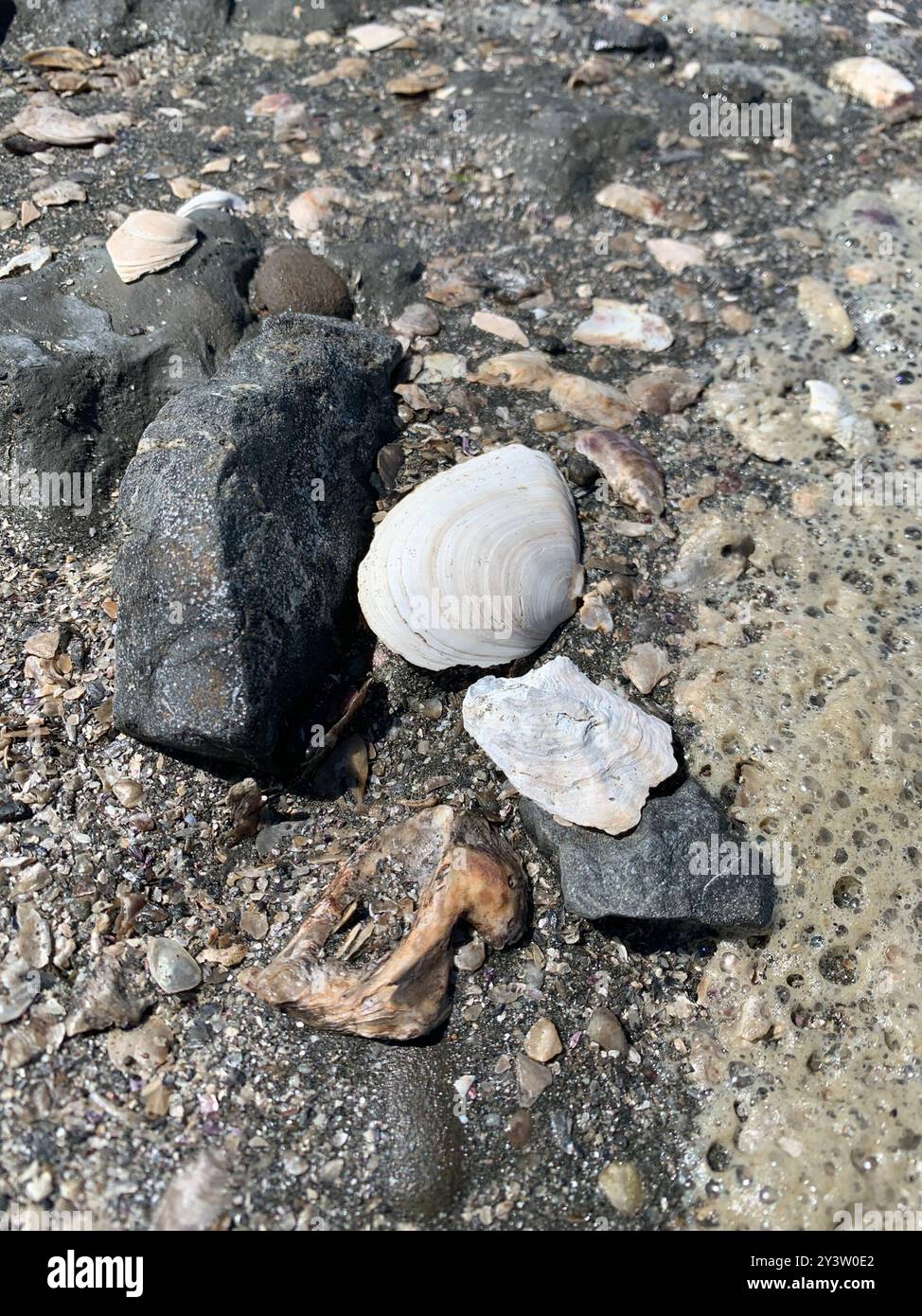 Bent-nosed Clam (Macoma nasuta) Mollusca Stock Photo - Alamy