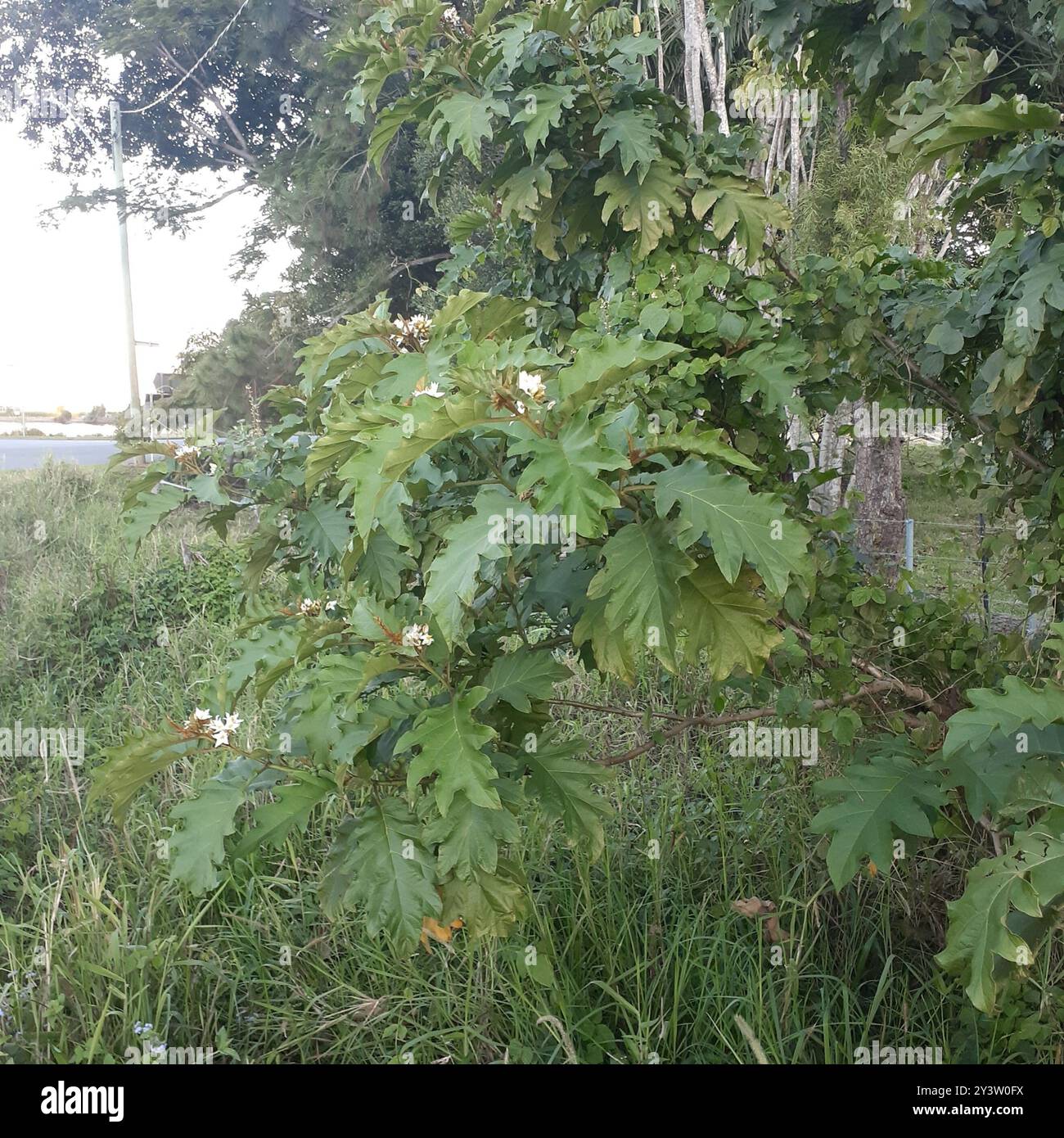 giant devil's-fig (Solanum chrysotrichum) Plantae Stock Photo - Alamy