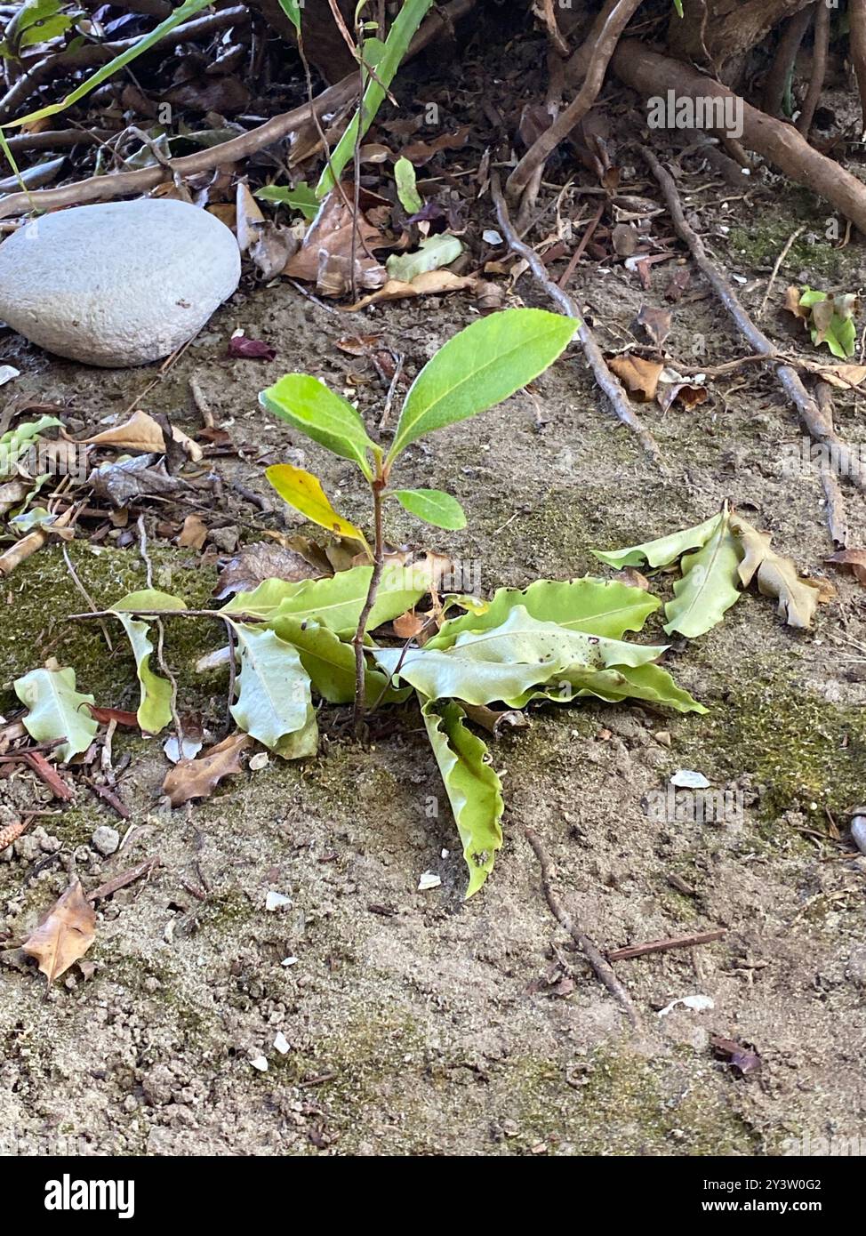 tarata (Pittosporum eugenioides) Plantae Stock Photo - Alamy