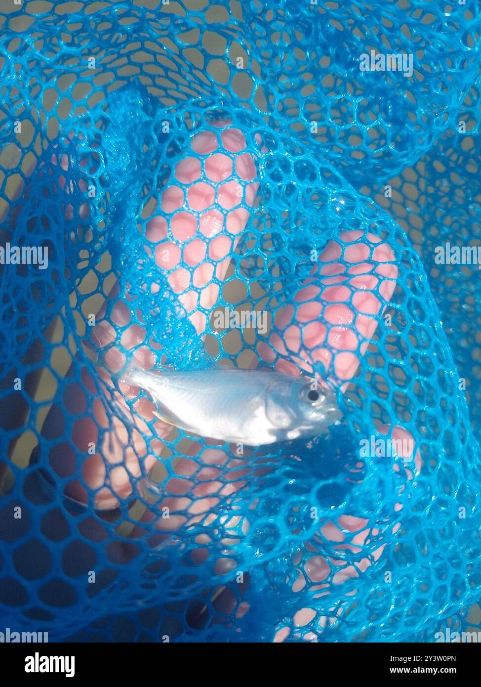 Spot Croaker (Leiostomus xanthurus) Actinopterygii Stock Photo - Alamy