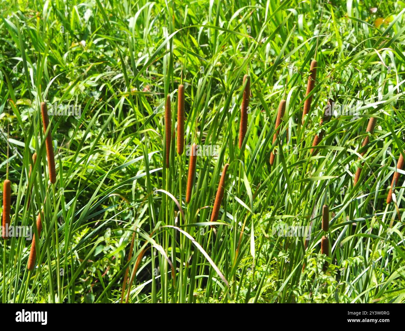 narrow-leaved cattail (Typha angustifolia) Plantae Stock Photo - Alamy