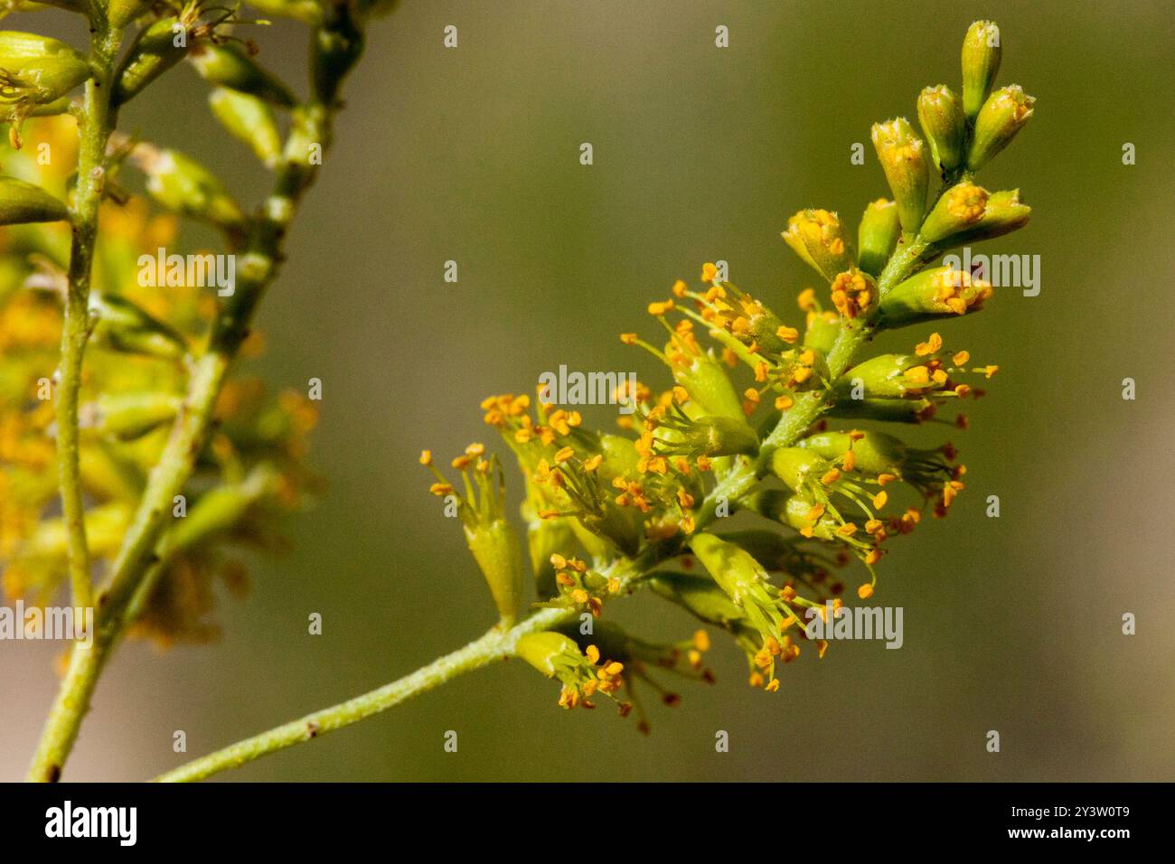 Common Dunebroom (Parryella filifolia) Plantae Stock Photo - Alamy