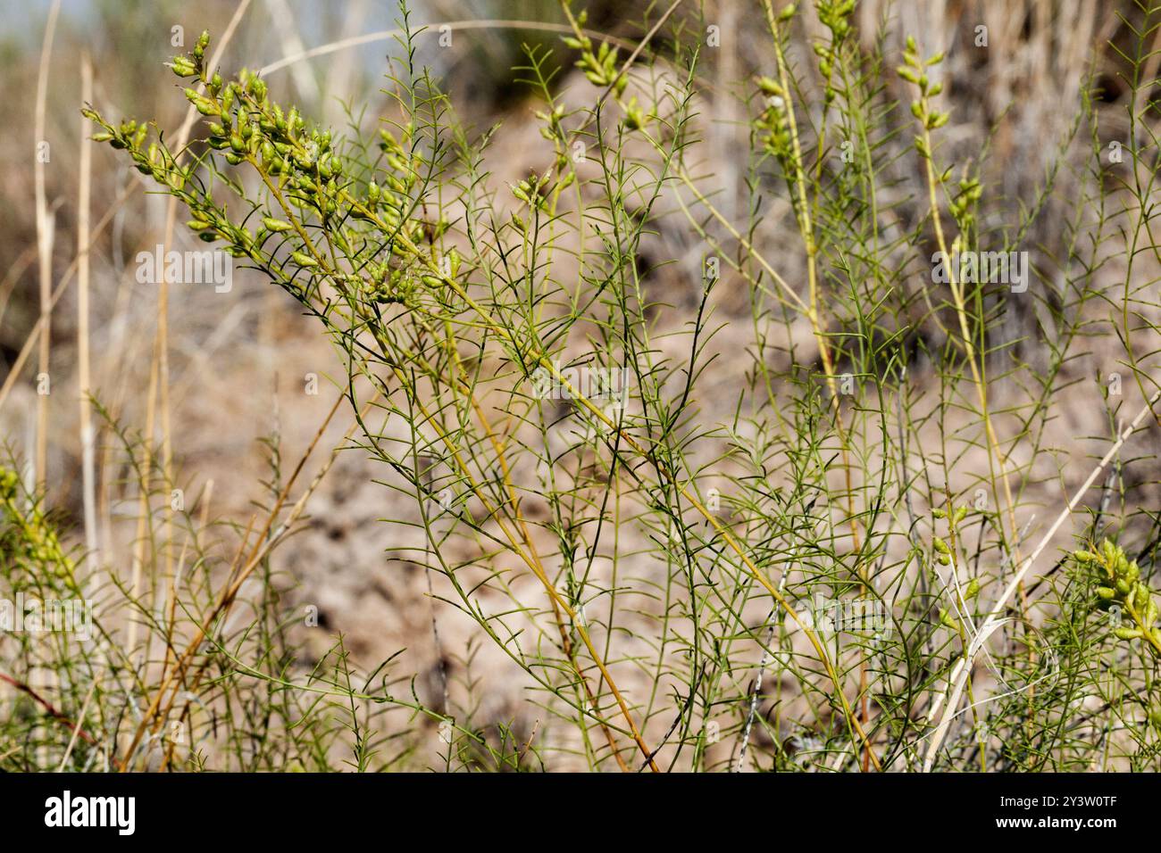 Common Dunebroom (Parryella filifolia) Plantae Stock Photo - Alamy