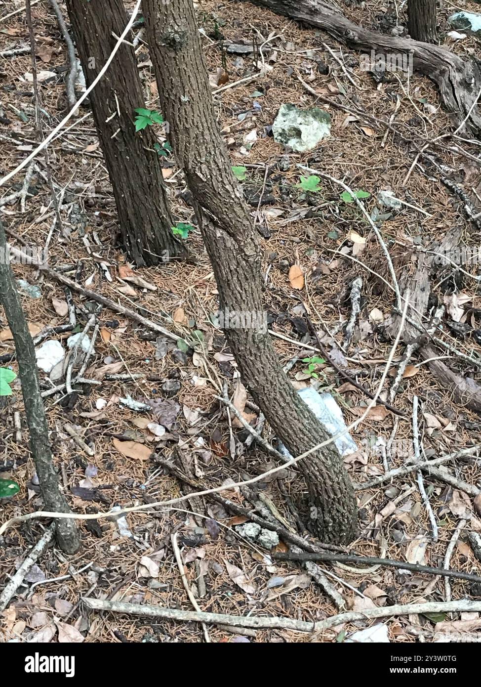 Gum bumelia (Sideroxylon lanuginosum) Plantae Stock Photo - Alamy