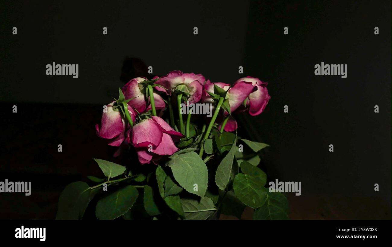 Blooming red roses on a dark background. Red roses on black background ...