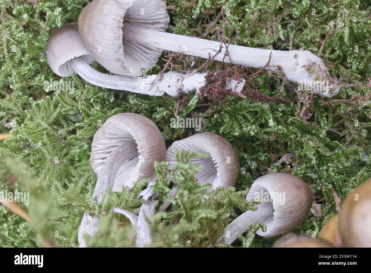clustered bonnet (Mycena inclinata) Fungi Stock Photo - Alamy