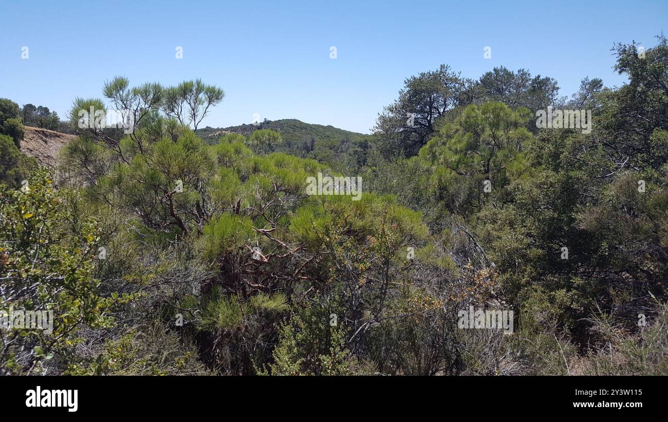 Redshanks (Adenostoma sparsifolium) Plantae Stock Photo - Alamy