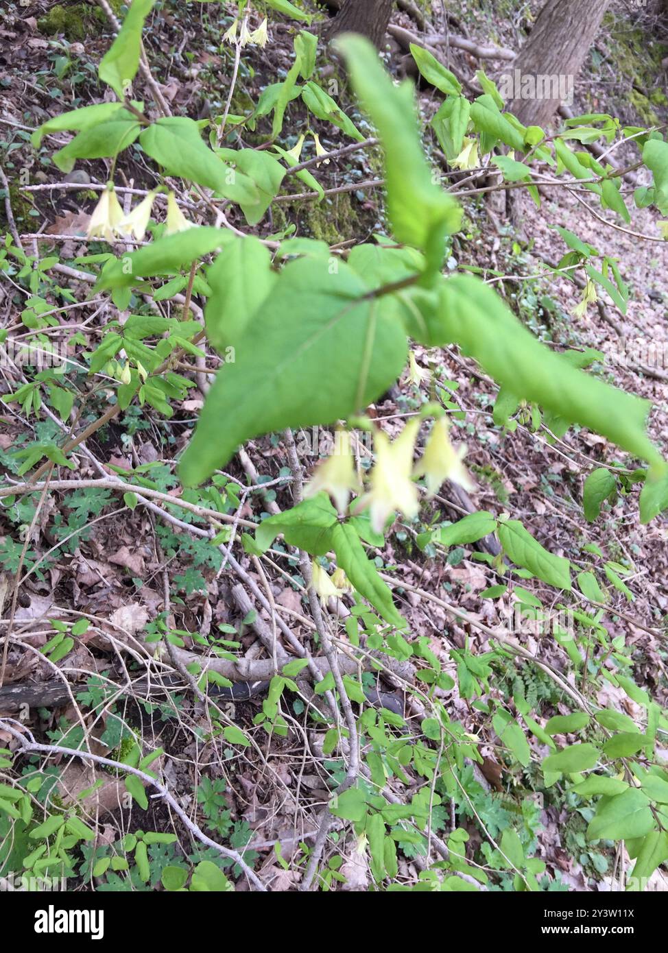 American fly-honeysuckle (Lonicera canadensis) Plantae Stock Photo - Alamy