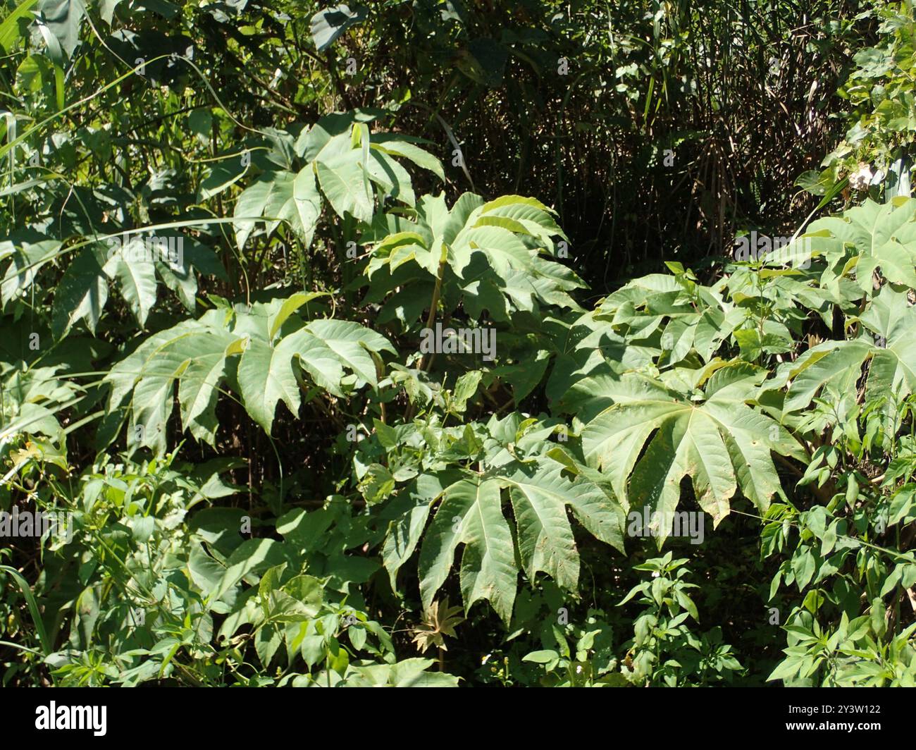 Rice paper plant (Tetrapanax papyrifer) Plantae Stock Photo - Alamy