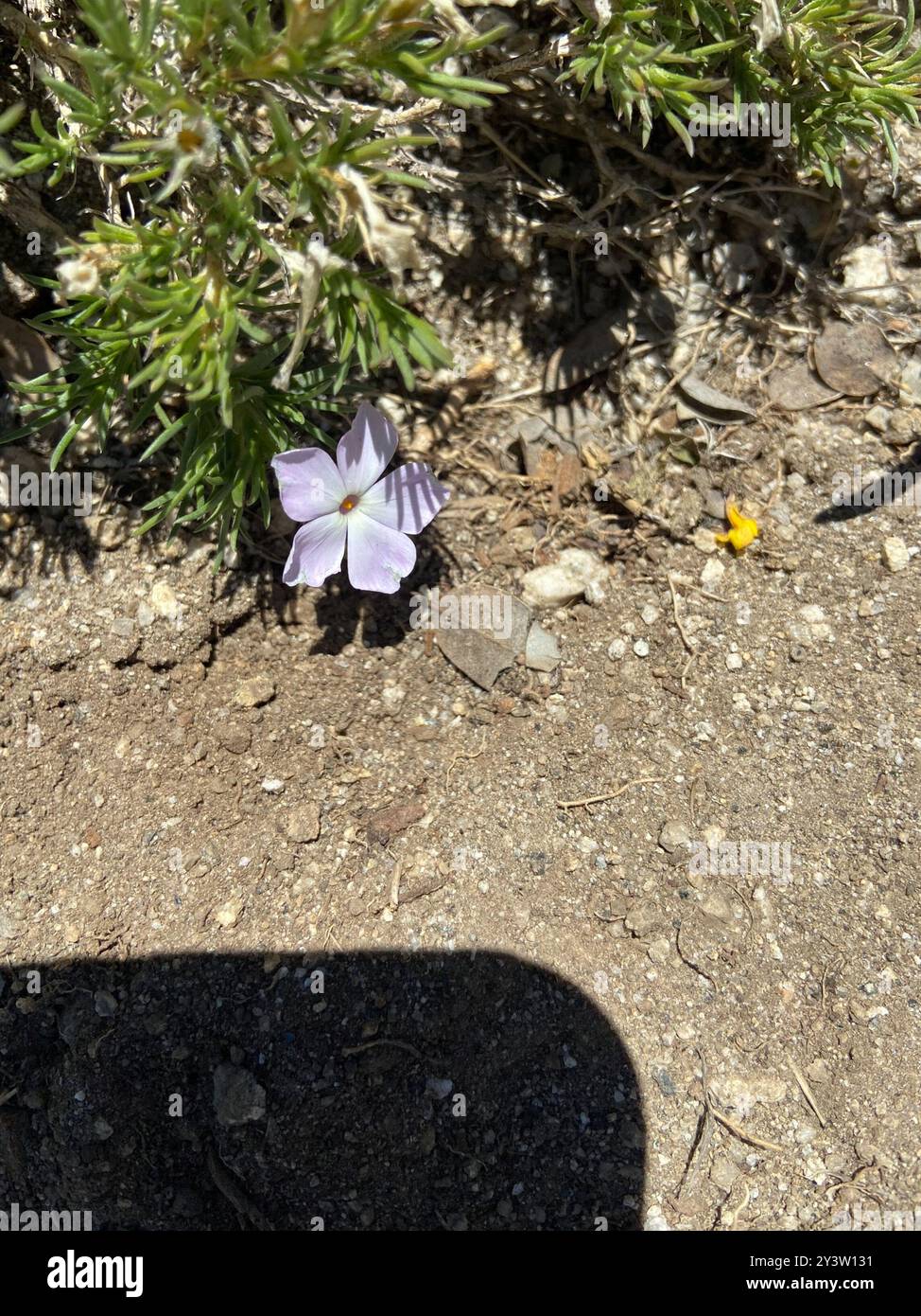 spreading phlox (Phlox diffusa) Plantae Stock Photo - Alamy