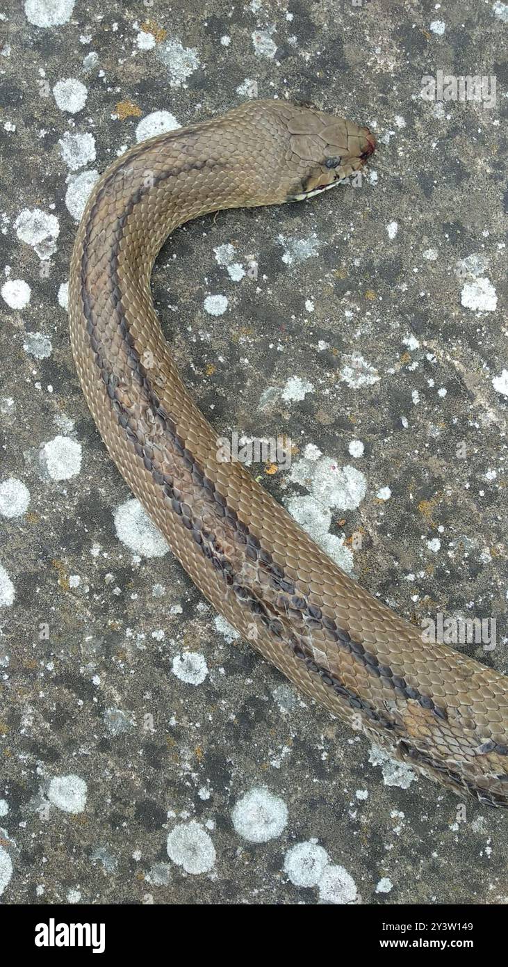Ladder Snake (Zamenis scalaris) Reptilia Stock Photo - Alamy