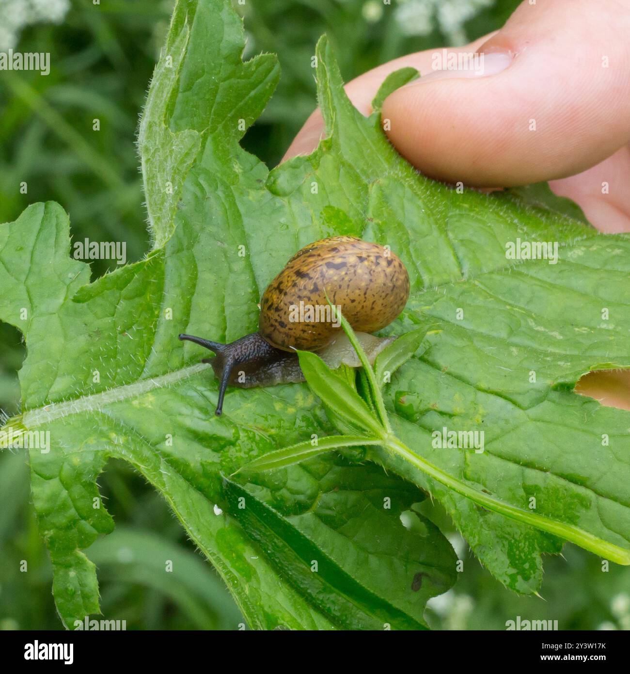 Bush snail (Fruticicola fruticum) Mollusca Stock Photo - Alamy